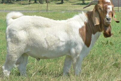 Goat Spray 750ml - Neeming Australia