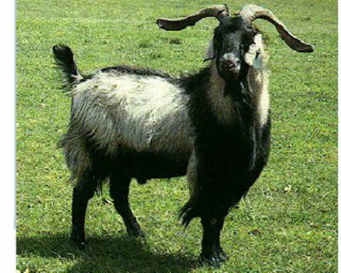 Goat Spray 750ml - Neeming Australia